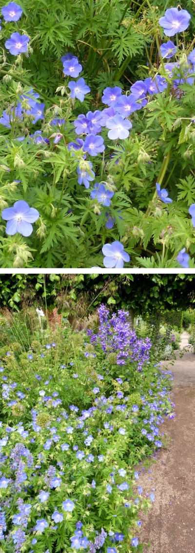 Hoo House Nursery - Geranium 'Brookside'